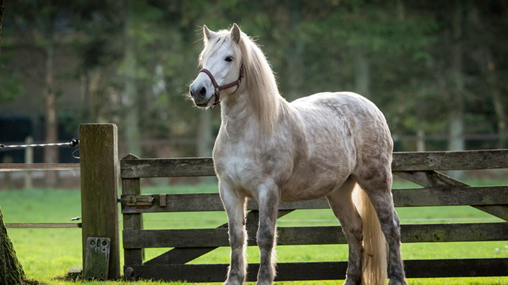 Alles over de highland pony
