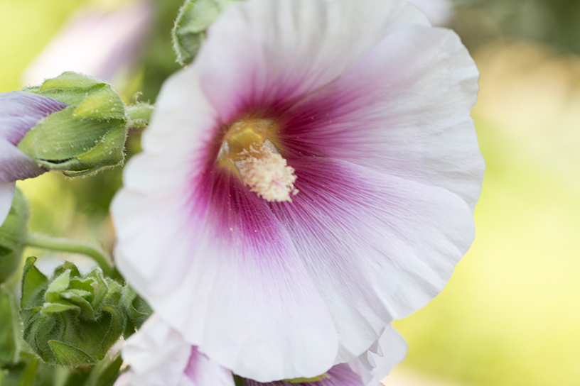 Praktische tips voor de mooiste stokrozen