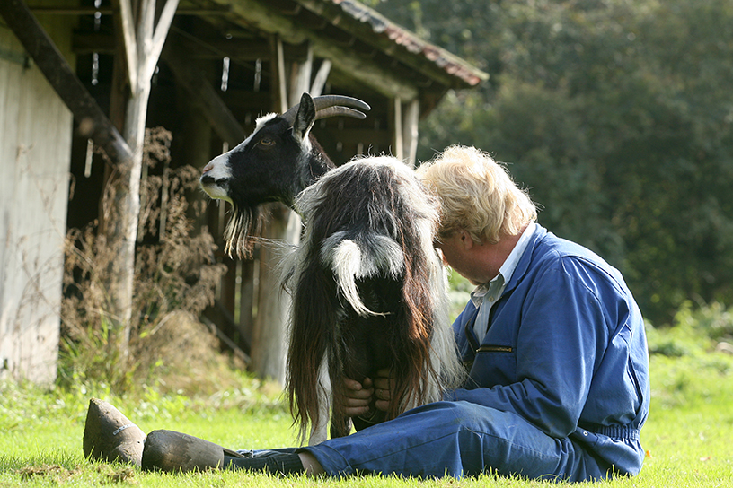 Wil je zelfgeproduceerde zuivel, neem een geit
