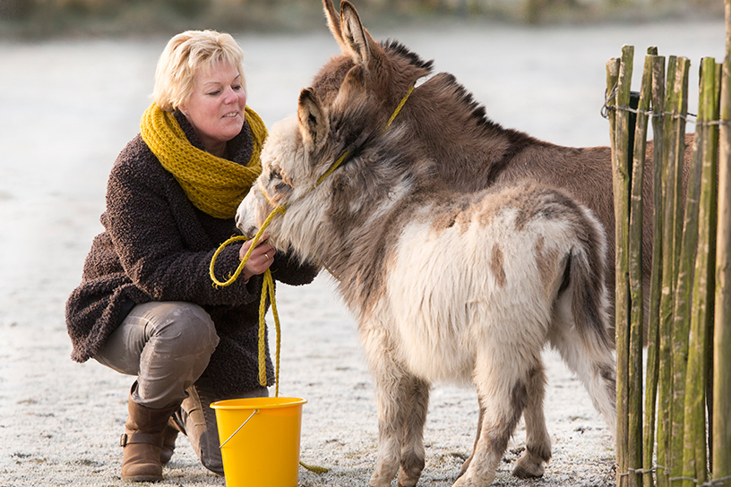 Mini-ezels perfect om tot rust te komen