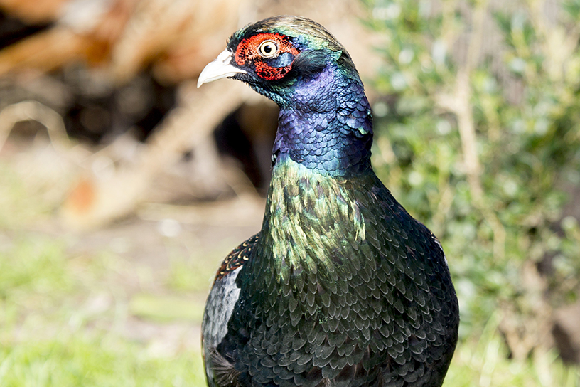 5 Tips voor het houden van fazanten