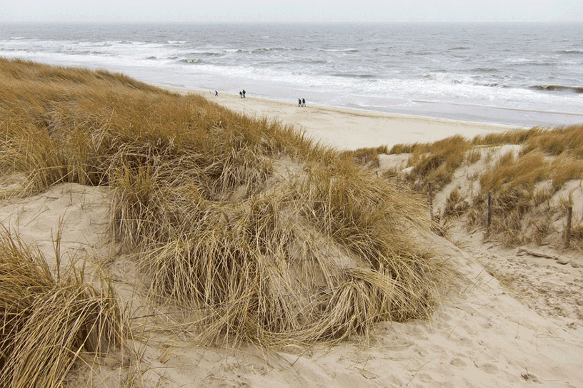 Wandeling door bijzonder afwisselend duingebied bij Castricum