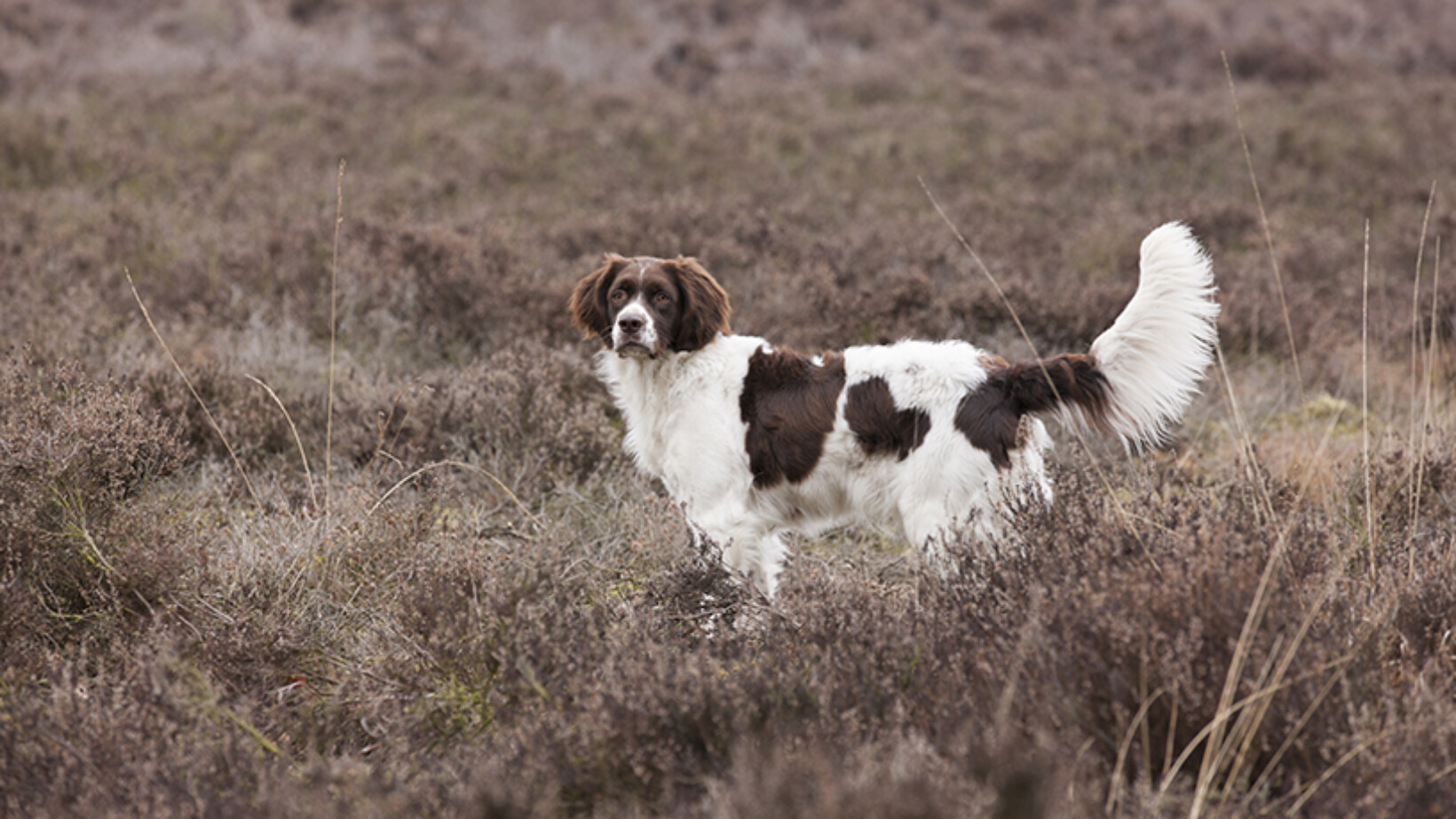 Drentsche Patrijs, een echte erfhond