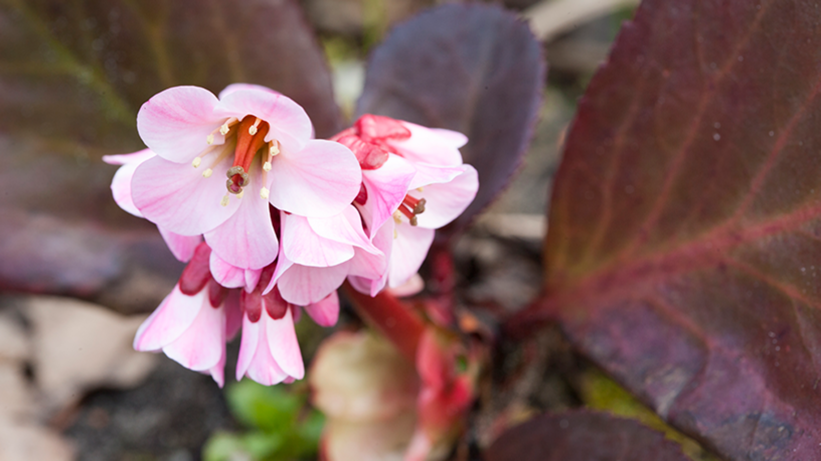 Een schoenlappersplant in je tuin