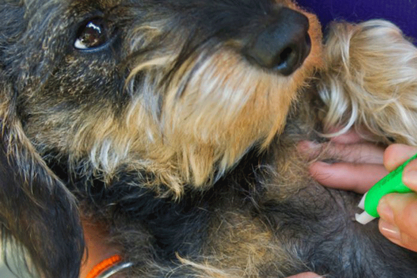 De tekenbeten-app voor op je mobiel