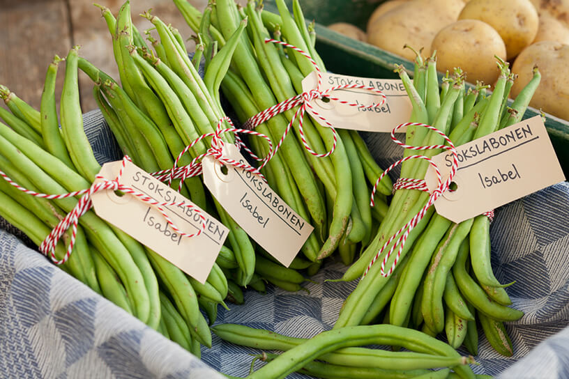 Tuintips voor het zaaien en kweken van bonen