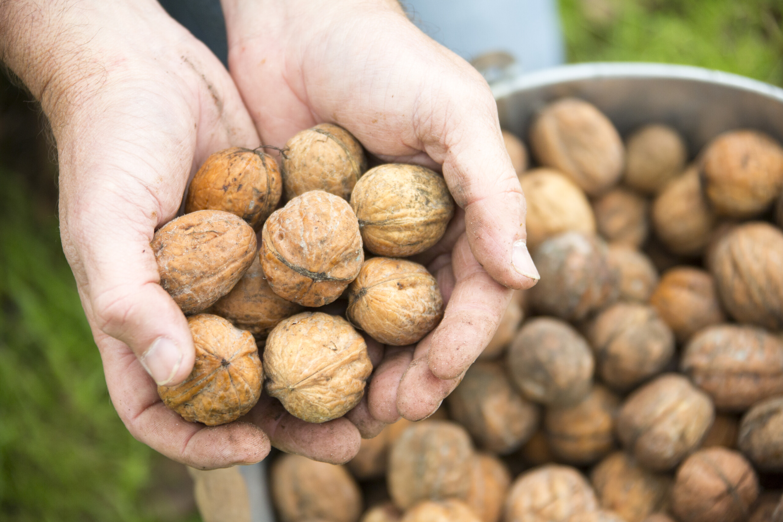 Raap walnoten als de beste met deze tips