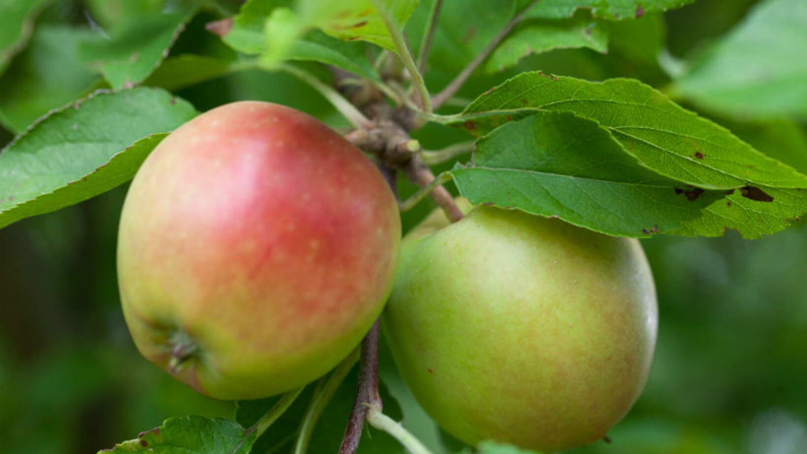 Vragen en antwoorden over de appelboomgaard