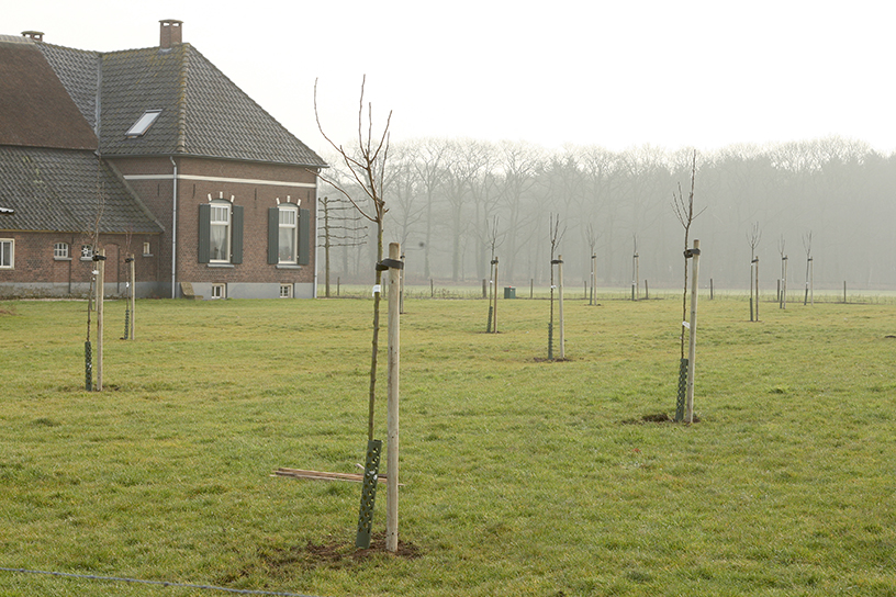 Het aanleggen van een boomgaard, de beste tips