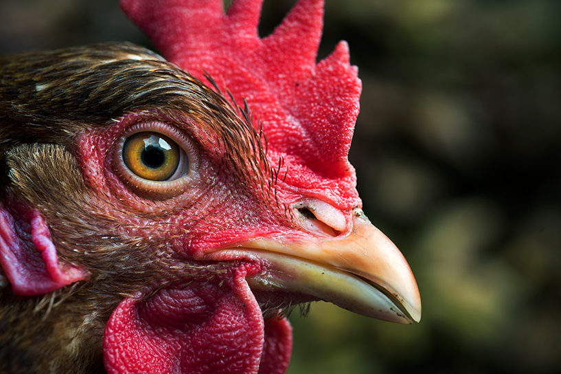 Alles wat je wilt weten over en voor kippen