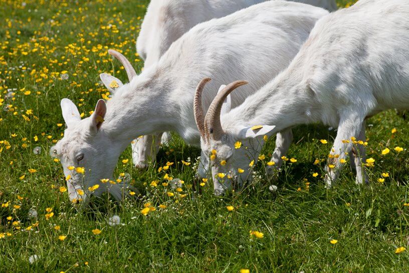 Welke voer is het beste voor je geiten?