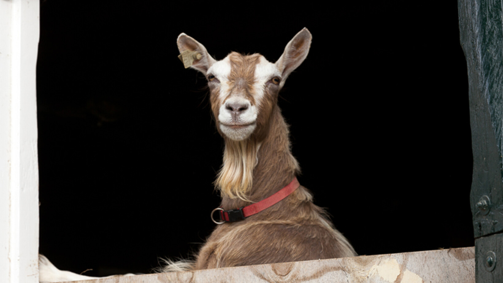 Het gedrag van de geit