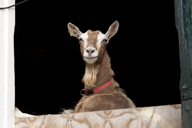 Het gedrag van de geit