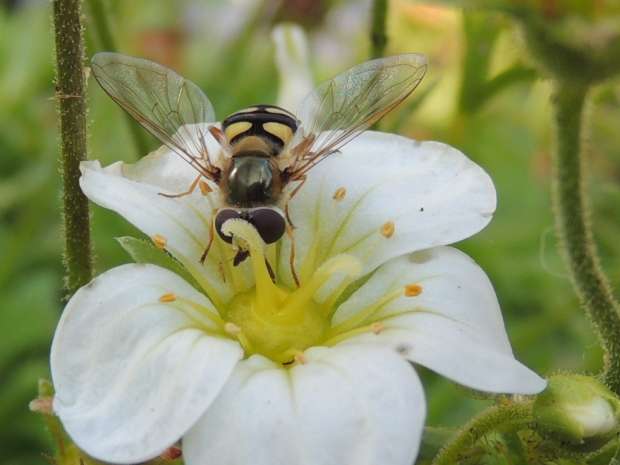 Behendige zweefvlieg in de tuin - rootsnatuurmagazine.nl