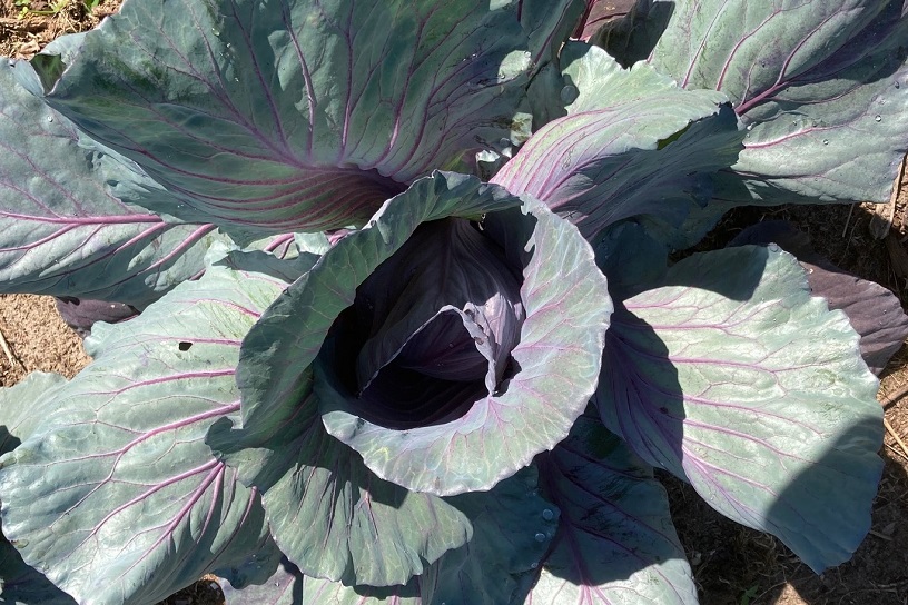 Ode aan de vroege rodekool - Landleven