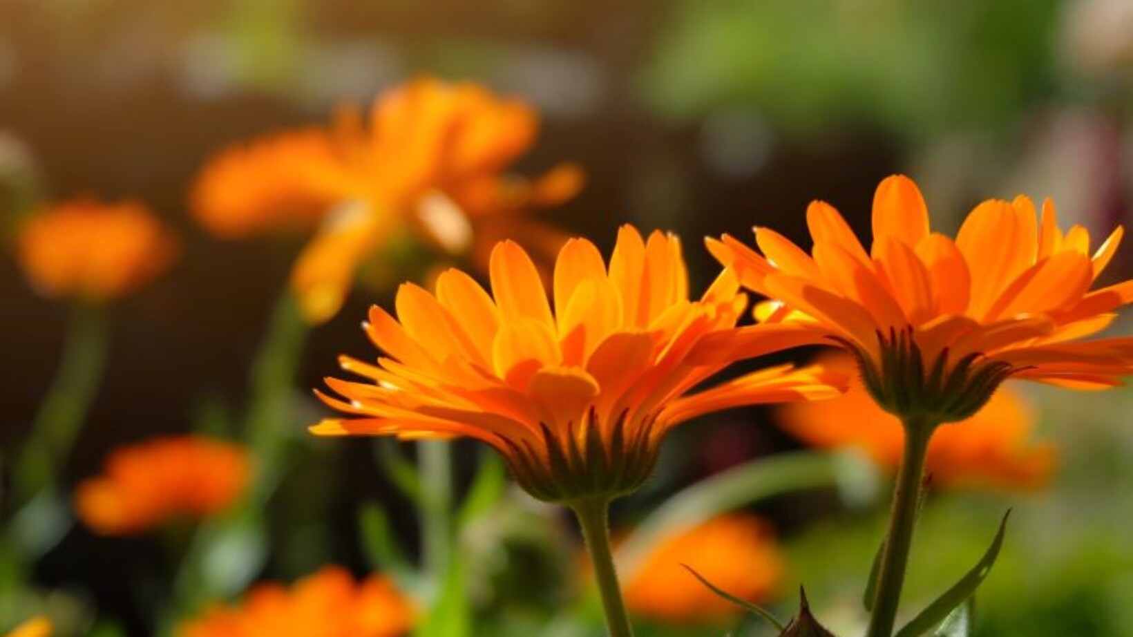 10 verrassende feitjes over de gerbera - Landleven