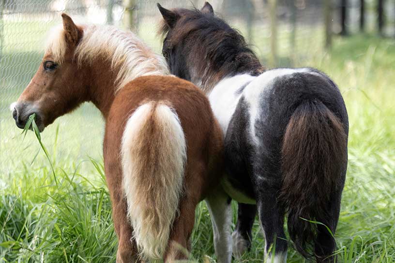 Shetlanders: raskenmerken en verzorgingstips - Landleven
