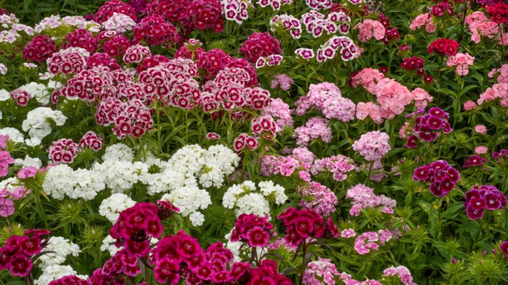 De symbolische betekenis van de anjer - Landleven