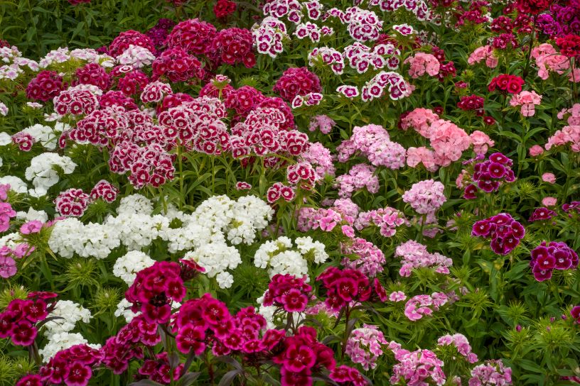 De symbolische betekenis van de anjer - Landleven