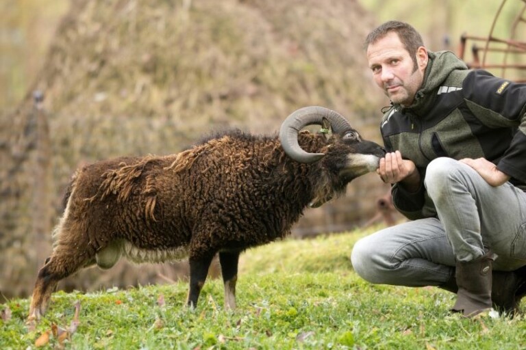 Soay schaap: unieke minimoeflon - Landleven