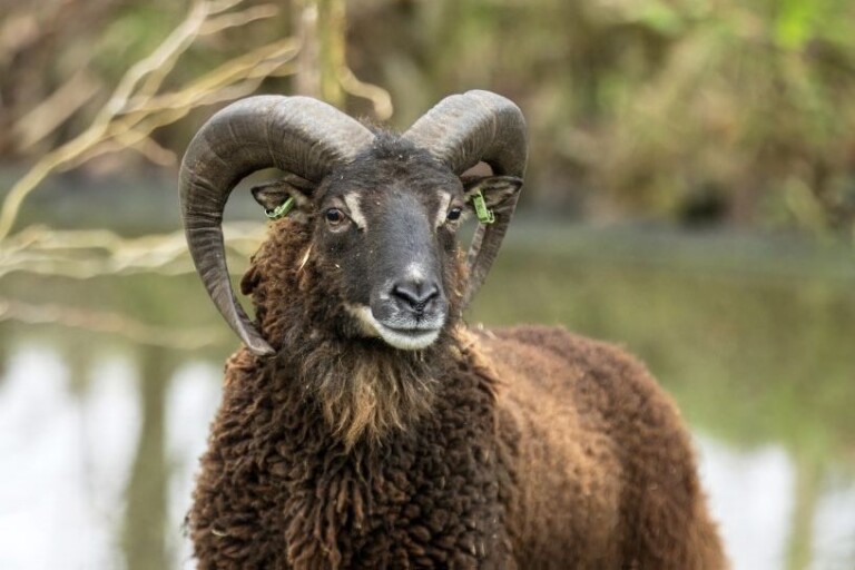 Soay schaap: unieke minimoeflon - Landleven