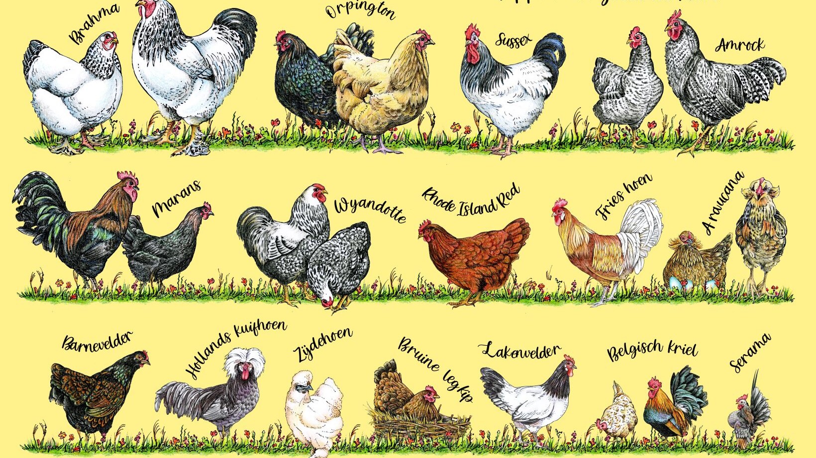 Twee Nederlandse kippenrassen: Barnevelder en Fries hoen - Landleven