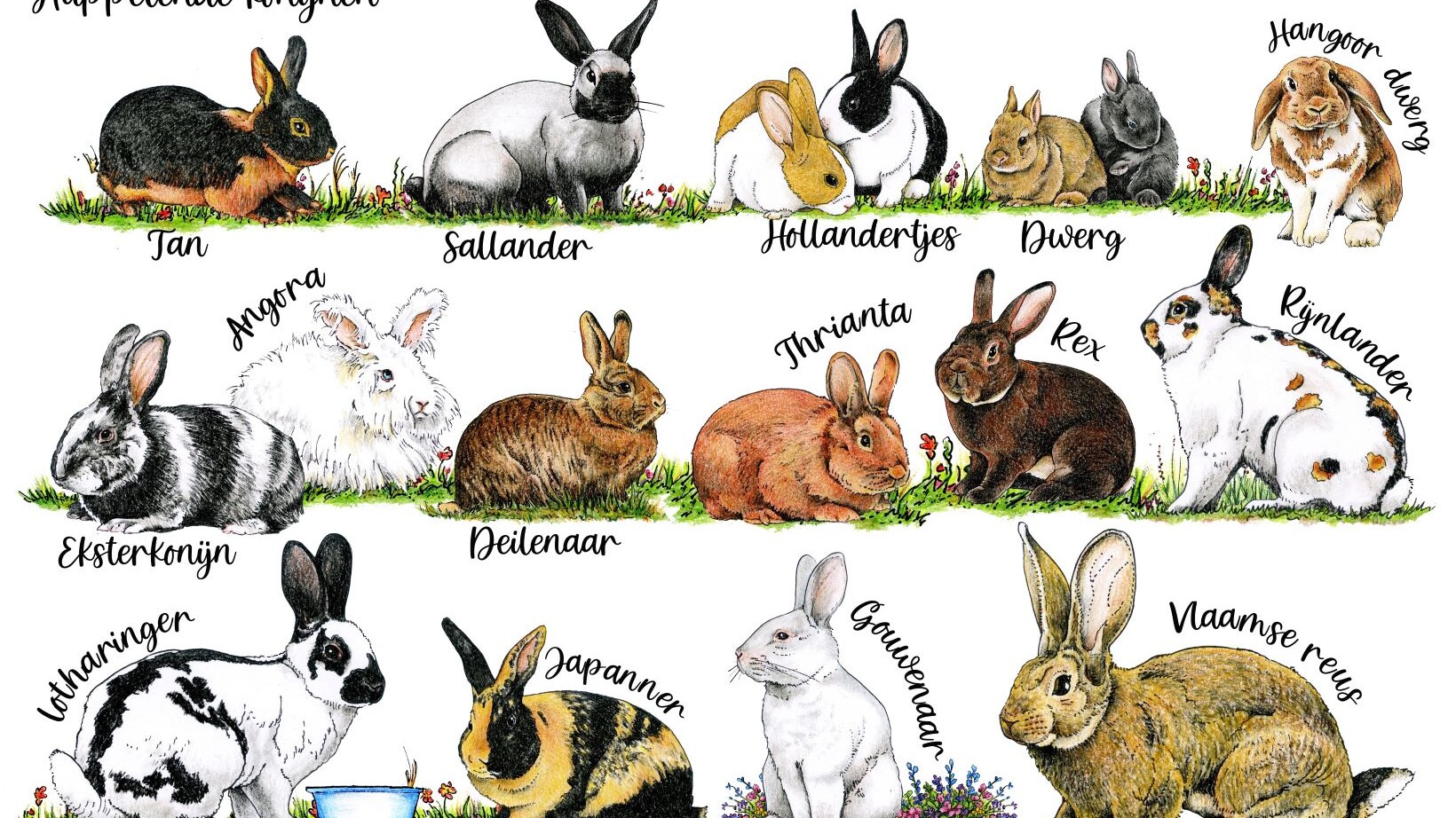 Bijzondere Nederlandse konijnenrassen - Landleven