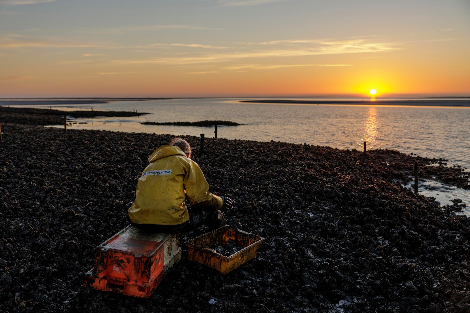 Oesters rapen in het ochtendgloren - Landleven