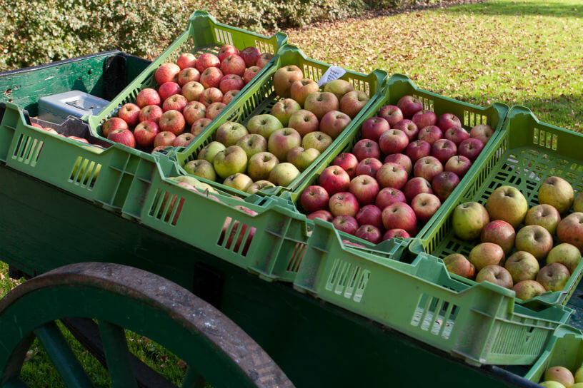 Vragen en antwoorden over de appelboomgaard