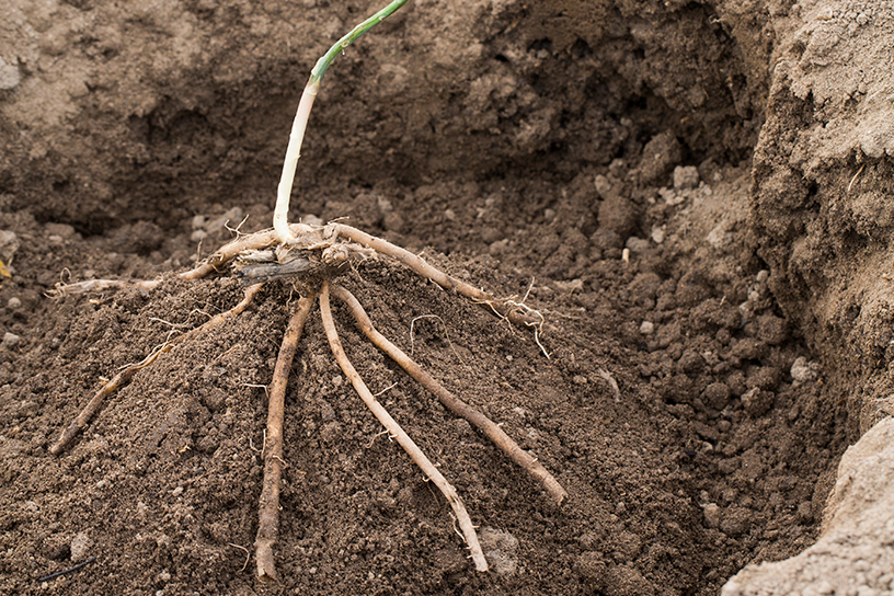 Tips voor biologische groene asperges in de moestuin